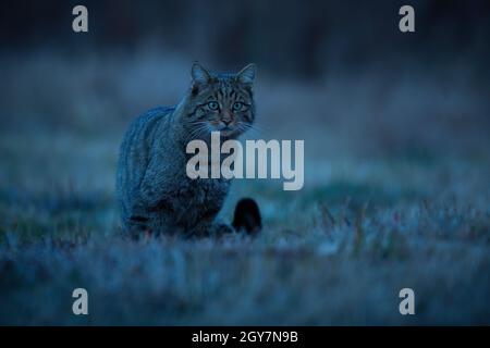 European wildcat sitting on grassland at night from front Stock Photo ...