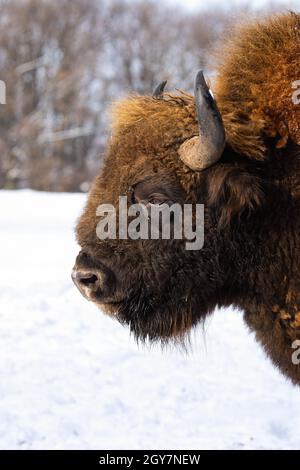 European bison, bison bonasus, with fluffy fur standing in snow in ...