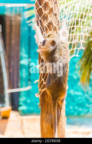 Little Monkey, Sa Coma, Mallorca Stock Photo - Alamy