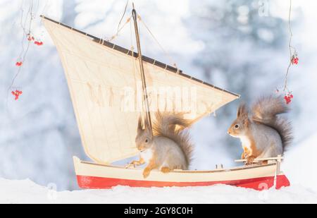 red squirrels sitting in an sailing boat Stock Photo - Alamy