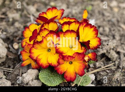 Orange and yellow English Primrose - Latin name - Primula Polyanthus ...