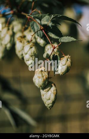 Humulus lupulus is a species of perennial herbaceous plants of the hemp ...