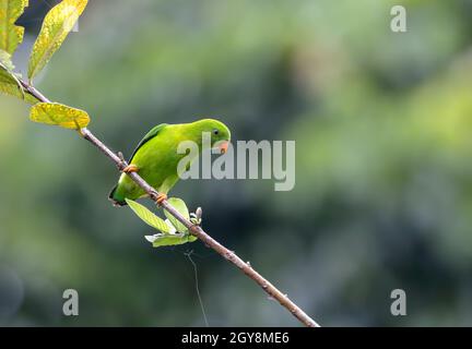 The image of vernal hanging parrot (Loriculus vernalis) was taken in ...