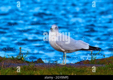 A seagull on the beach near a lake on a blurred background Stock Photo ...