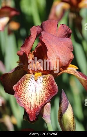 Brown bearded iris, Iris germanica variety Kent Pride, flower with a ...
