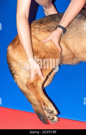 therapy of a rear leg of a dog Stock Photo - Alamy