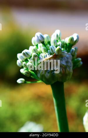 Plantation of the blooming plant Allium in the garden Stock Photo - Alamy
