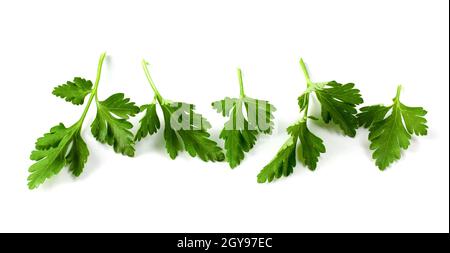 Parsley sprigs group isolated on white background Stock Photo - Alamy