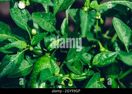 Green Chili Pepper in Backyard Garden Stock Photo - Alamy