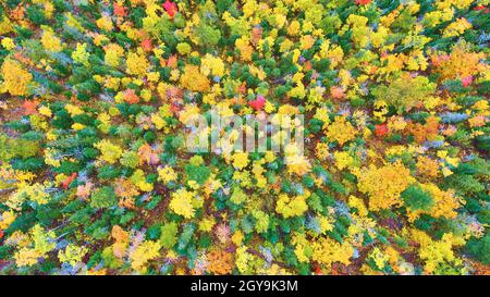 green red yellow trees, forest road in autumn leaves, autumn landscape ...