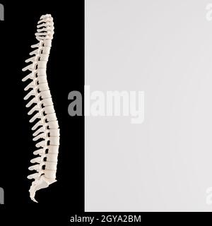 Human backbone bones on bicolor background. copyspace.3d render Stock ...