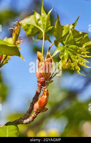 Fresh yellow maple fall tree foliage on ground of park lighted with ...