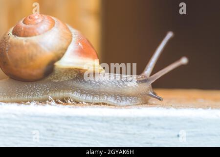 Snail crawling in the own garden after rain, close up Stock Photo - Alamy