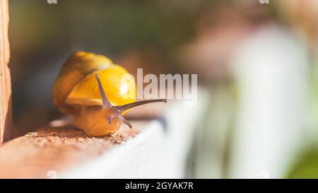 Snail crawling in the own garden after rain, close up Stock Photo - Alamy
