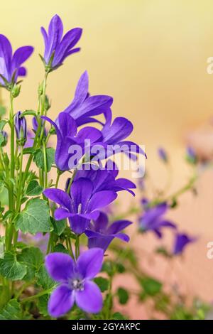 Blooming blue bellflower closeup. Vertically Stock Photo - Alamy