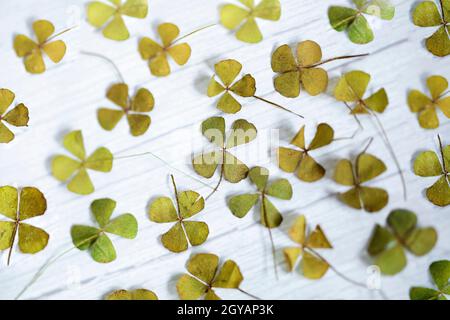 Four leaves clovers various sizes on white wooden background with ...