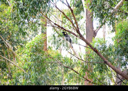 A Yellow-tailed black cockatoo in a Casuarina tree eating Sheoak nuts ...
