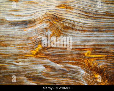 The texture of the longitudinal section of wood with knots. Background ...