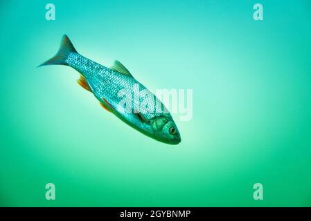 Rudd fish in blue water Stock Photo - Alamy