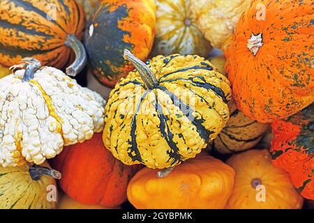 Small yellow ornamental gourd with stripes and warts in pile of ...