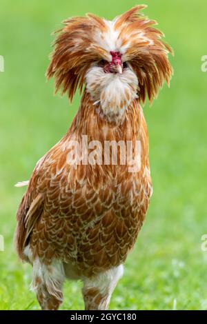 A Padovana Chicken Stock Photo - Alamy