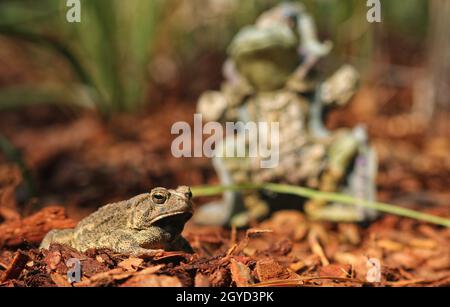 Texas Toads - Anaxyrus speciosus - With Statue of Frog King in ...