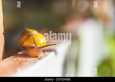 Snail crawling in the own garden after rain, close up Stock Photo - Alamy