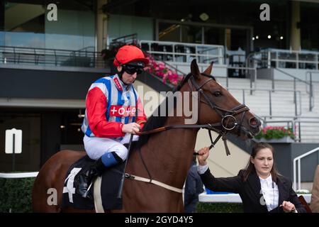 Jockey Martin Dwyer Stock Photo - Alamy