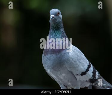 Closeup shot of a pigeon walking on the pavement Stock Photo - Alamy