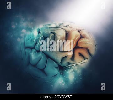 Human brain with highlighted frontal lobe, illustration Stock Photo - Alamy