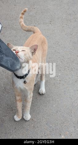 Orance local street Thai cat, stock photo Stock Photo - Alamy