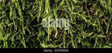 Fine green moss, Ctenidium species, growing in forest on tree, closeup ...