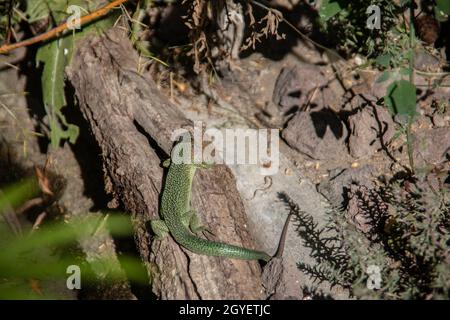Emerald lizard perches on tree trunk Stock Photo - Alamy