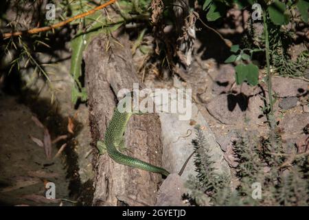 Emerald lizard perches on tree trunk Stock Photo - Alamy