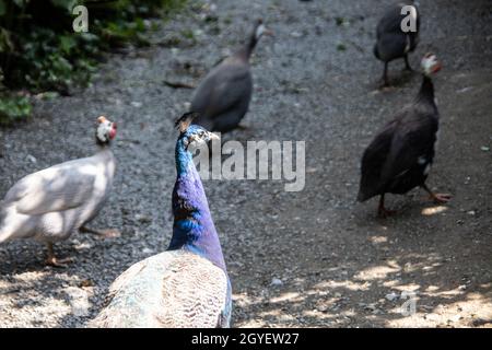 Guinea fowl and peacock run around pecking food Stock Photo - Alamy