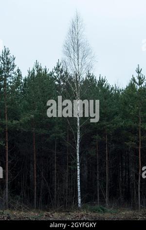 Single birch tree in a pine forest in autumn Stock Photo - Alamy