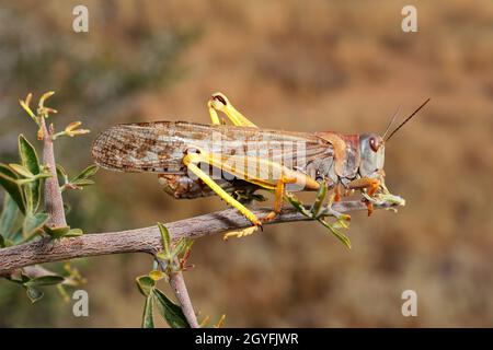 A brown locusts (Locustana pardalina) sitting on a branch, South Africa ...