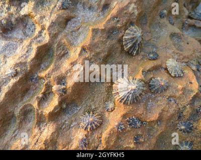 beautiful shells clinging to the rocks fish food Stock Photo - Alamy