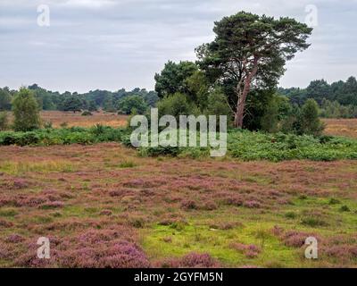 View over heathland and woods at Skipwith Common National Nature ...