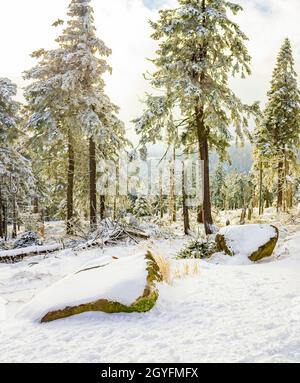 Sunshine on snowed in icy fir trees and landscape at Brocken mountain ...