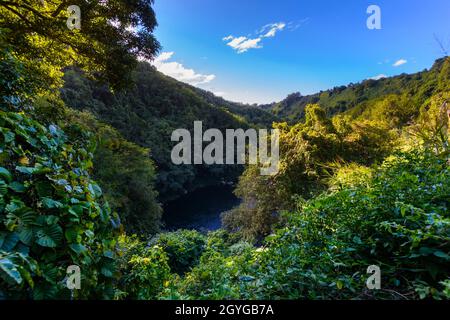 Green vegetation at Reunion Island during hiking Stock Photo - Alamy