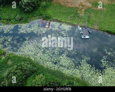 View of a dense patch of wild, water-lilies growing on a section of ...
