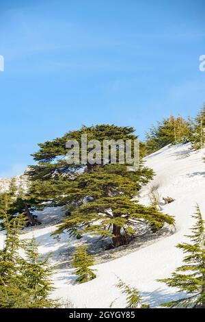 Snow in the Cedar forest in the middle Atlas range region, Ifrane ...