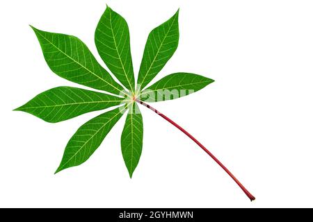 cassava leaves isolated on white background. HD Image and Large ...
