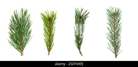 a set of spruce branches in isolation on a white background. High ...