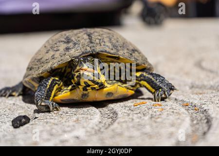 Pseudemys acuatic turtle Stock Photo - Alamy