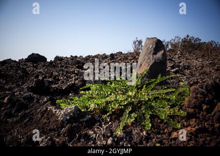 View of Capers plant on the lava rocks, Sicily Stock Photo - Alamy