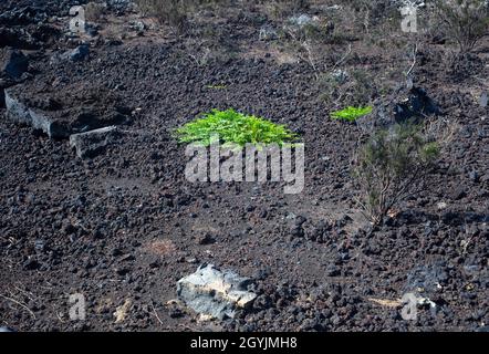 View of Capers plant on the lava rocks, Sicily Stock Photo - Alamy