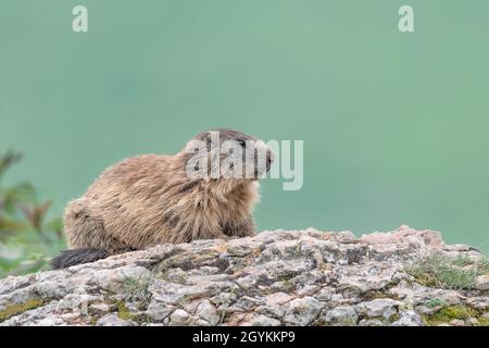 Wonderful portrait of Marmot on the rock (Marmota marmota Stock Photo ...
