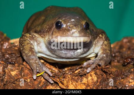 Uperodon globulosus, Indian balloon frog, Balloon frog, Pune ...